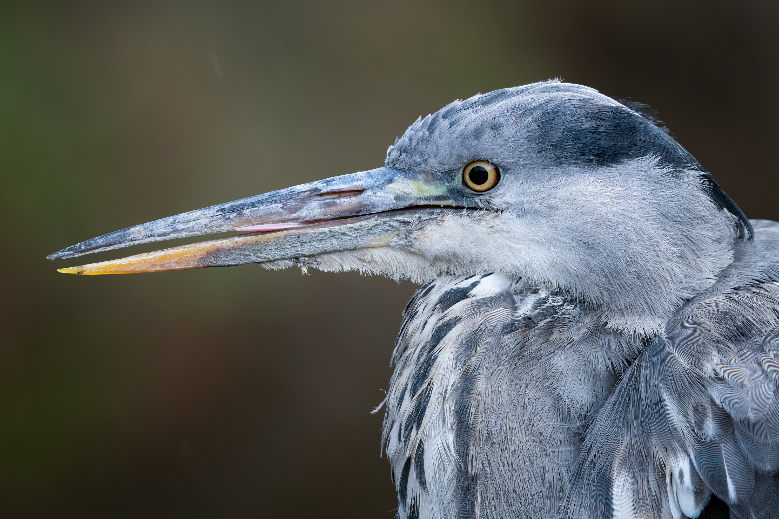 Birds.ie → Grey Heron
