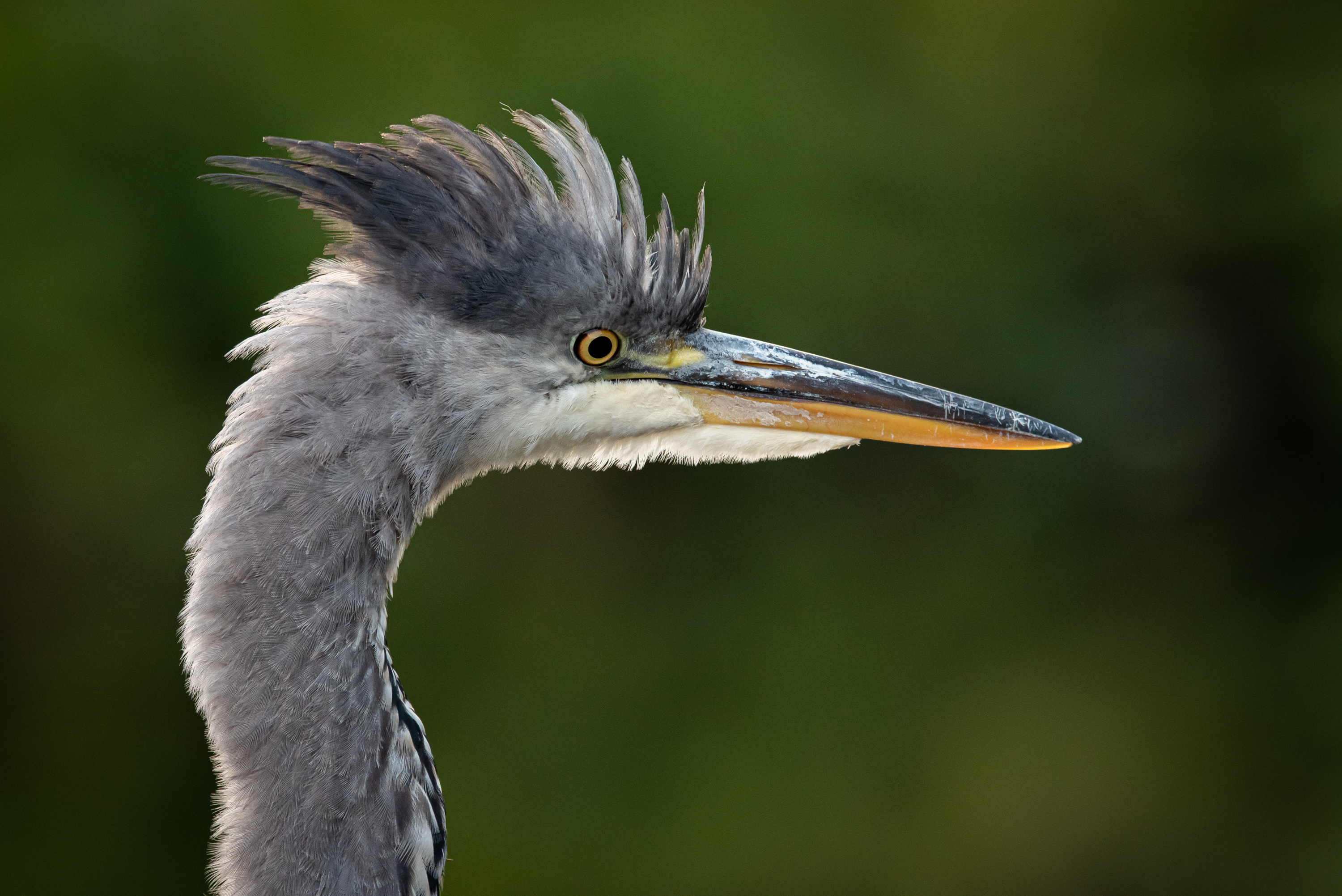 Birds.ie → Grey Heron