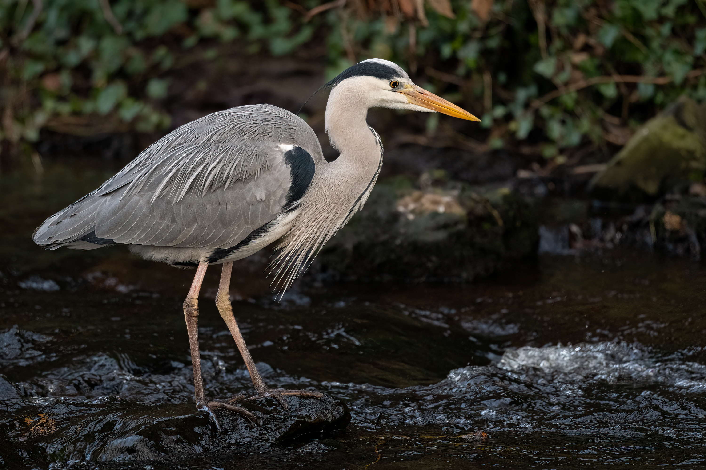 Birds.ie → Grey Heron