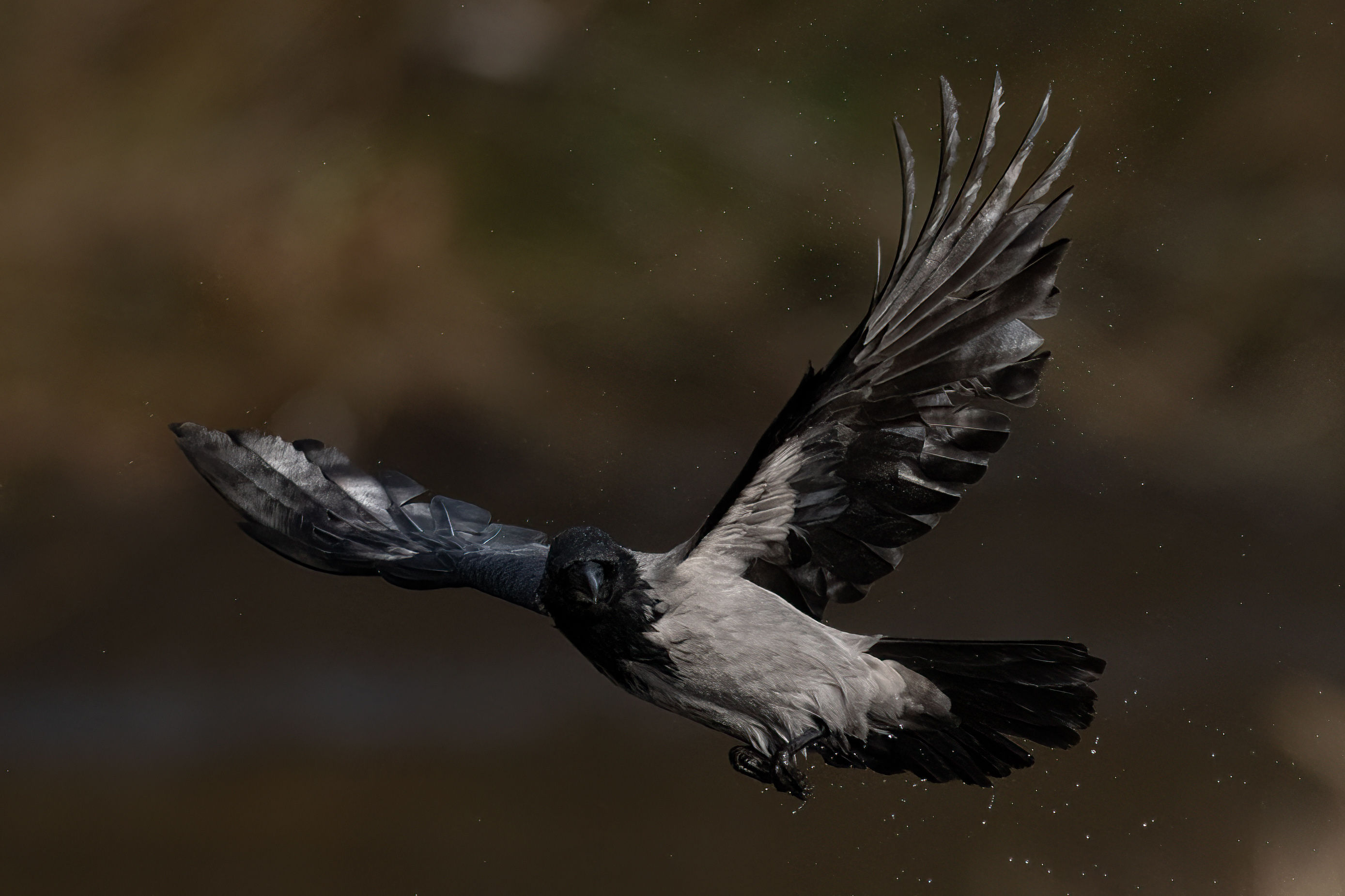 Birds.ie → Hooded Crow