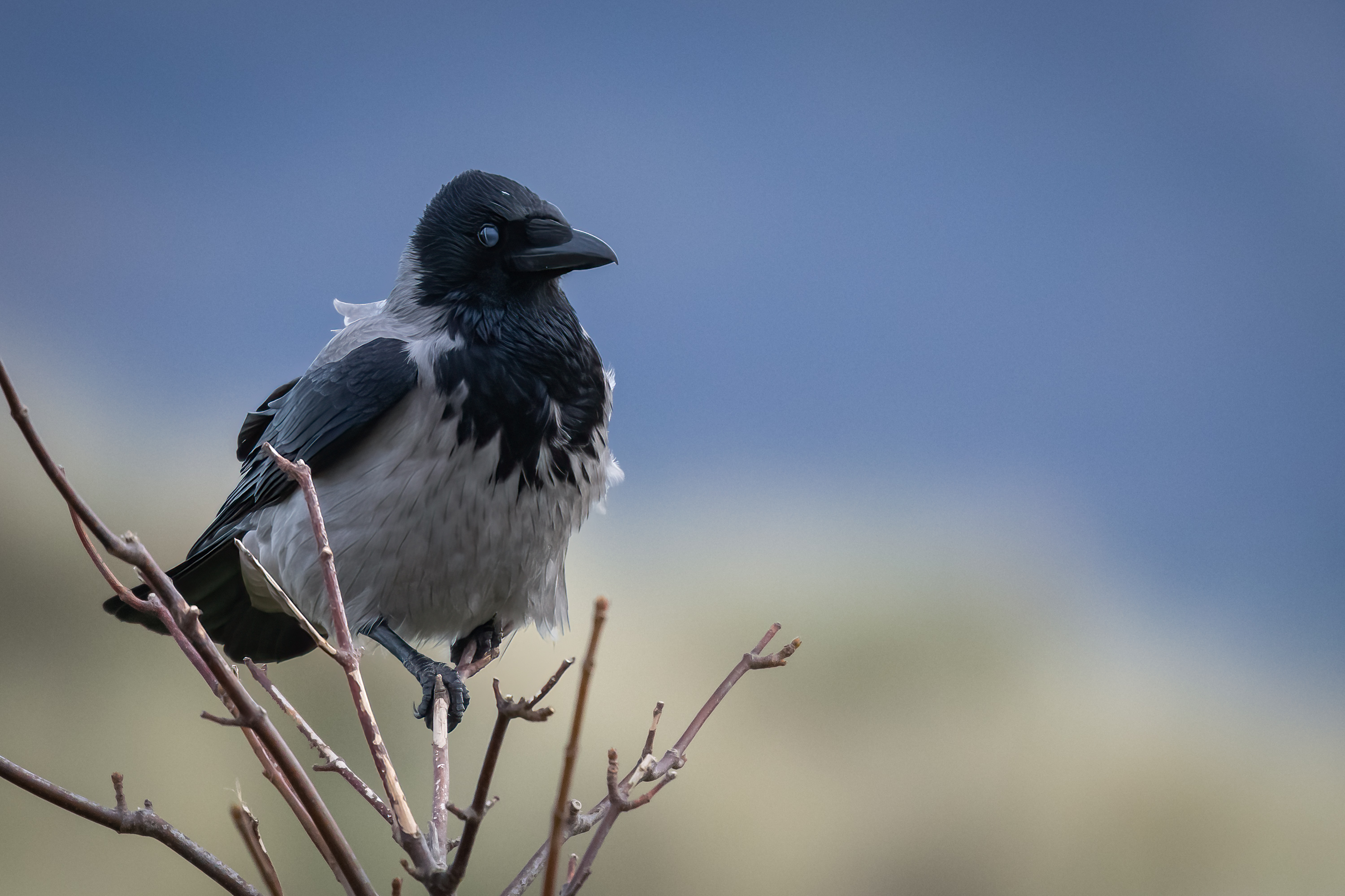 Birds.ie → Hooded Crow