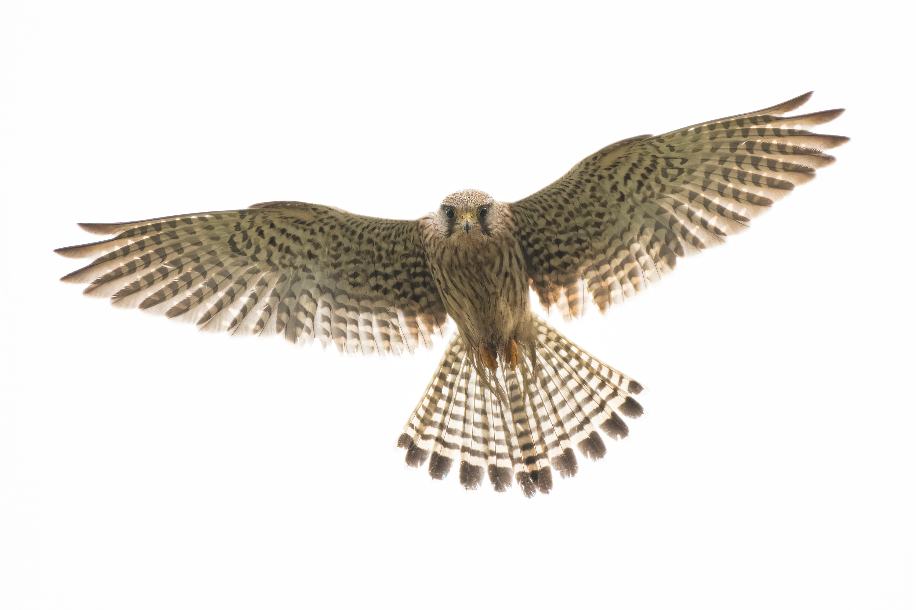 Birds.ie → Kestrel