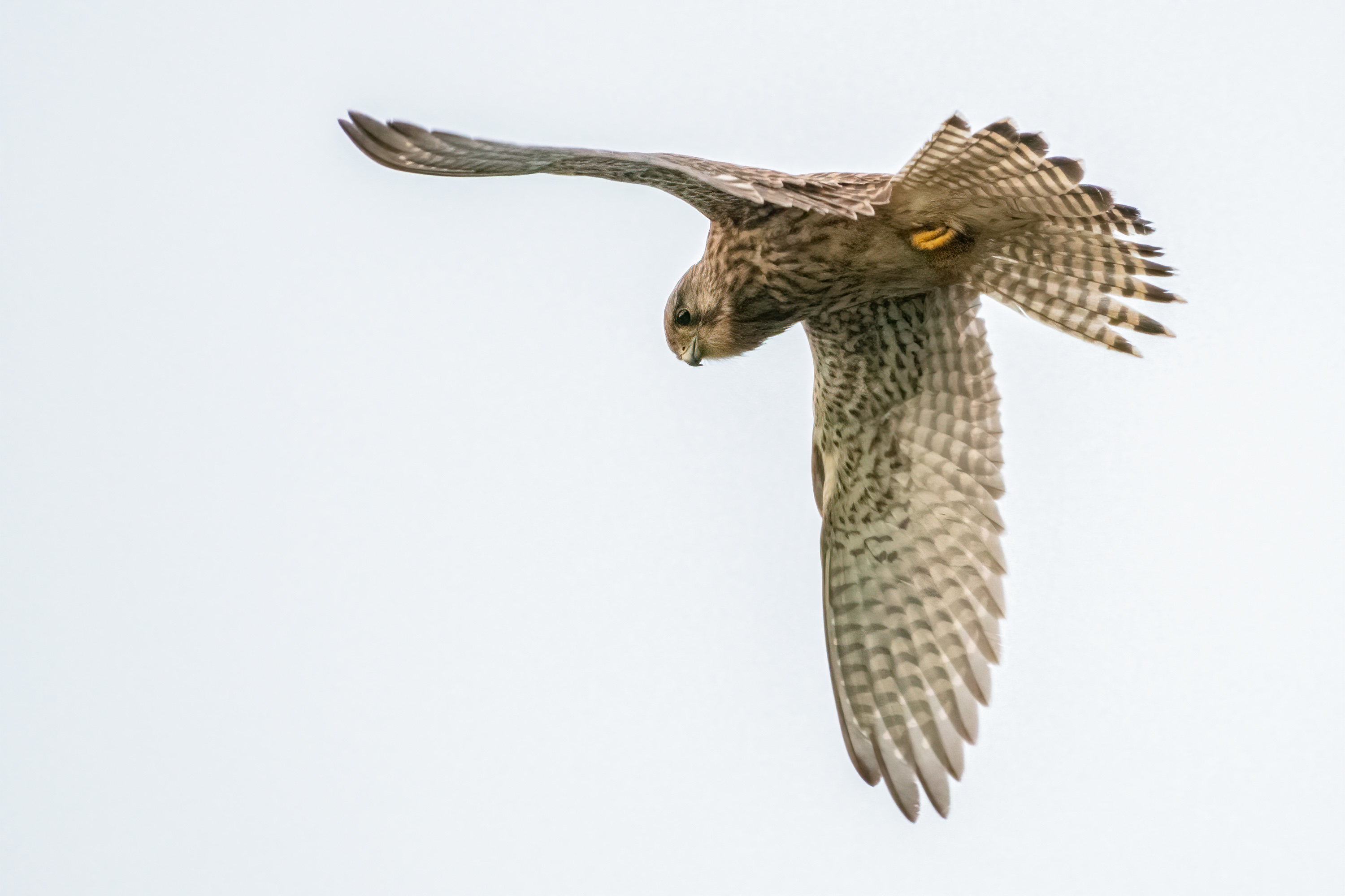 Birds.ie → Kestrel