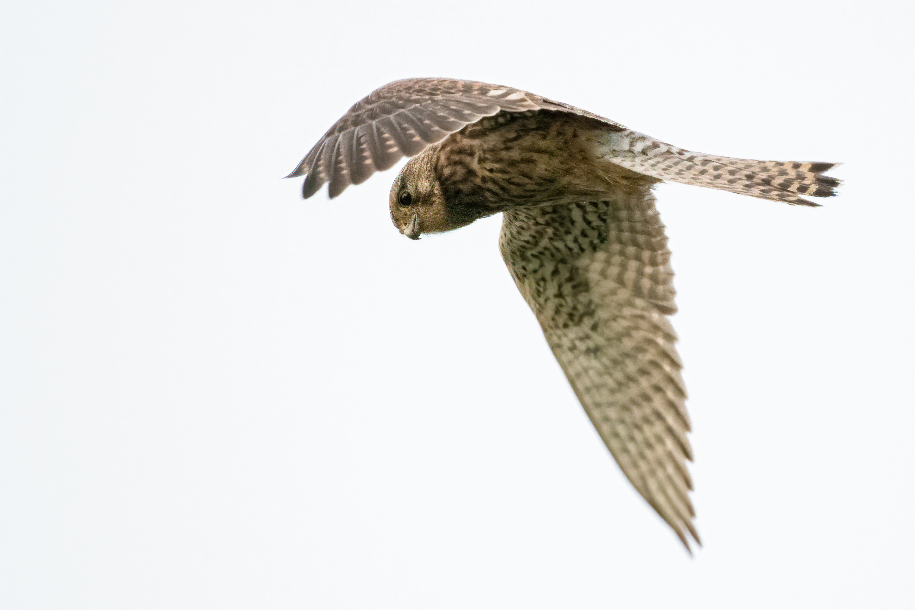 Birds.ie → Kestrel