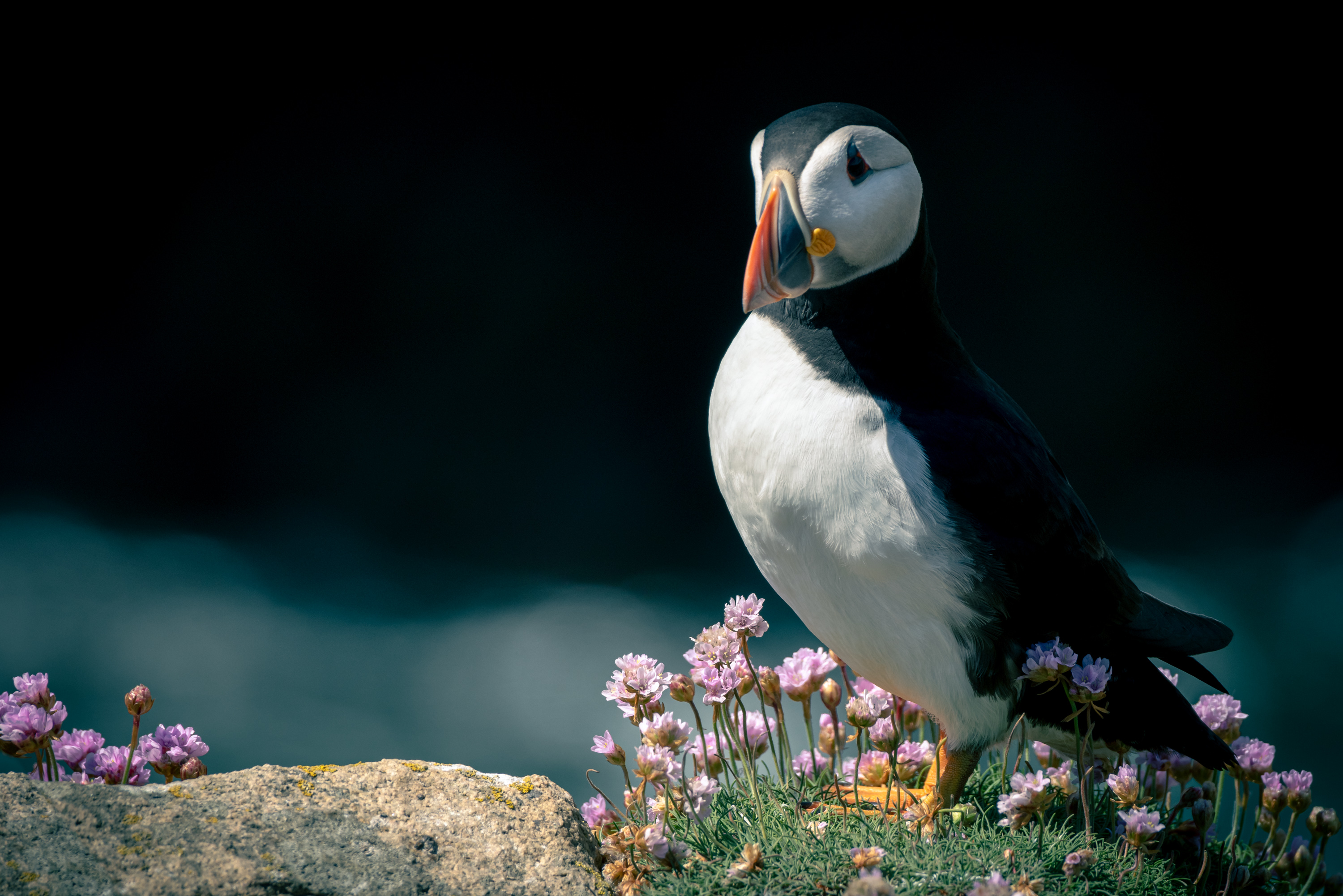 Birds.ie → Puffin