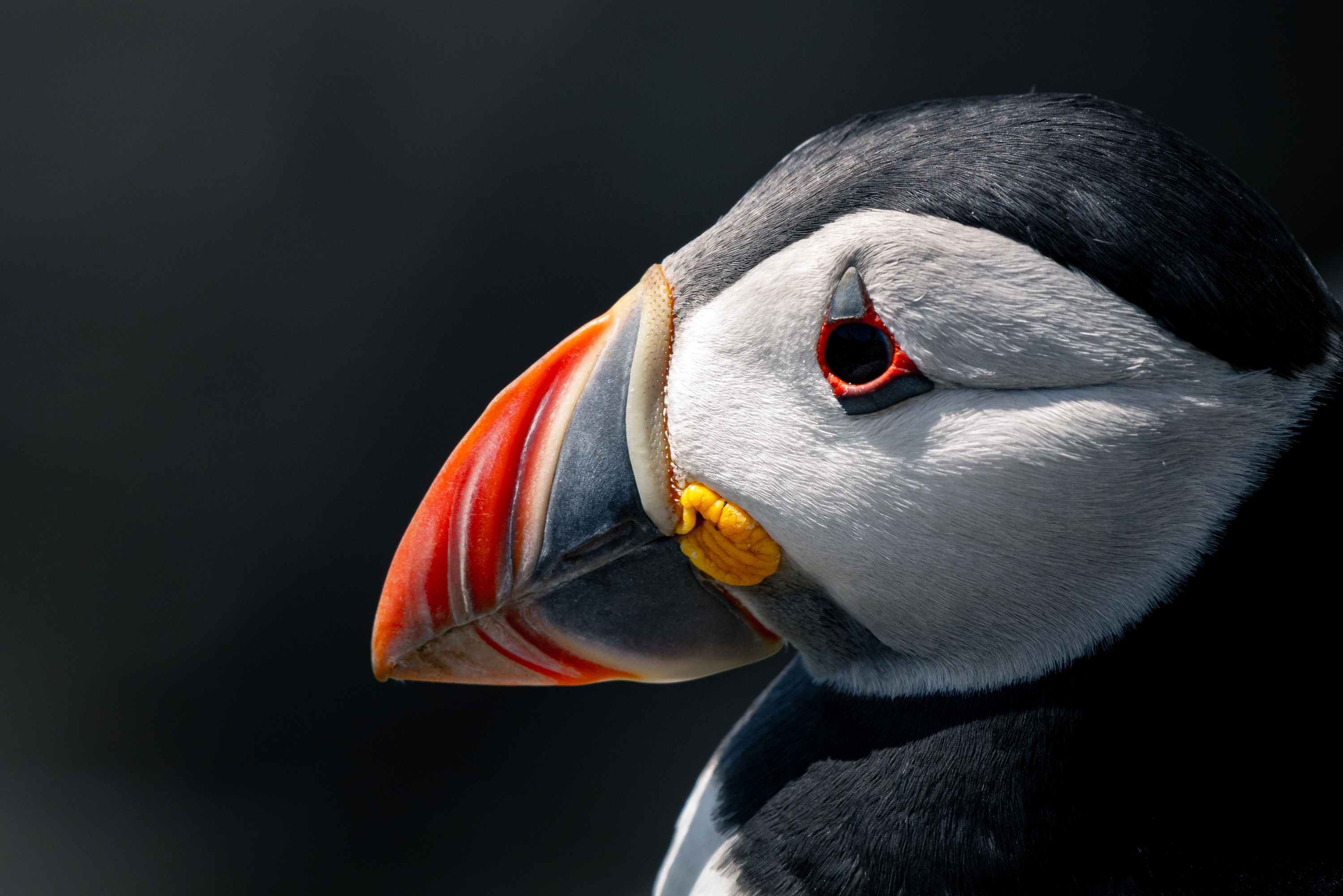 Birds.ie → Puffin