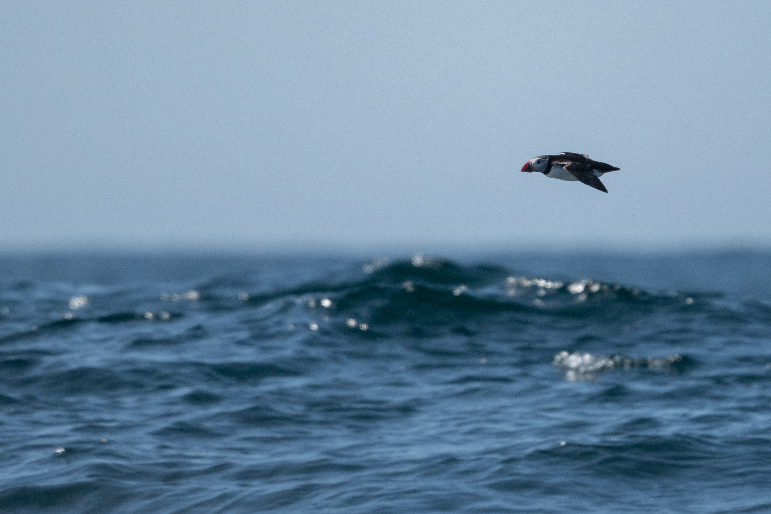 Birds.ie → Puffin