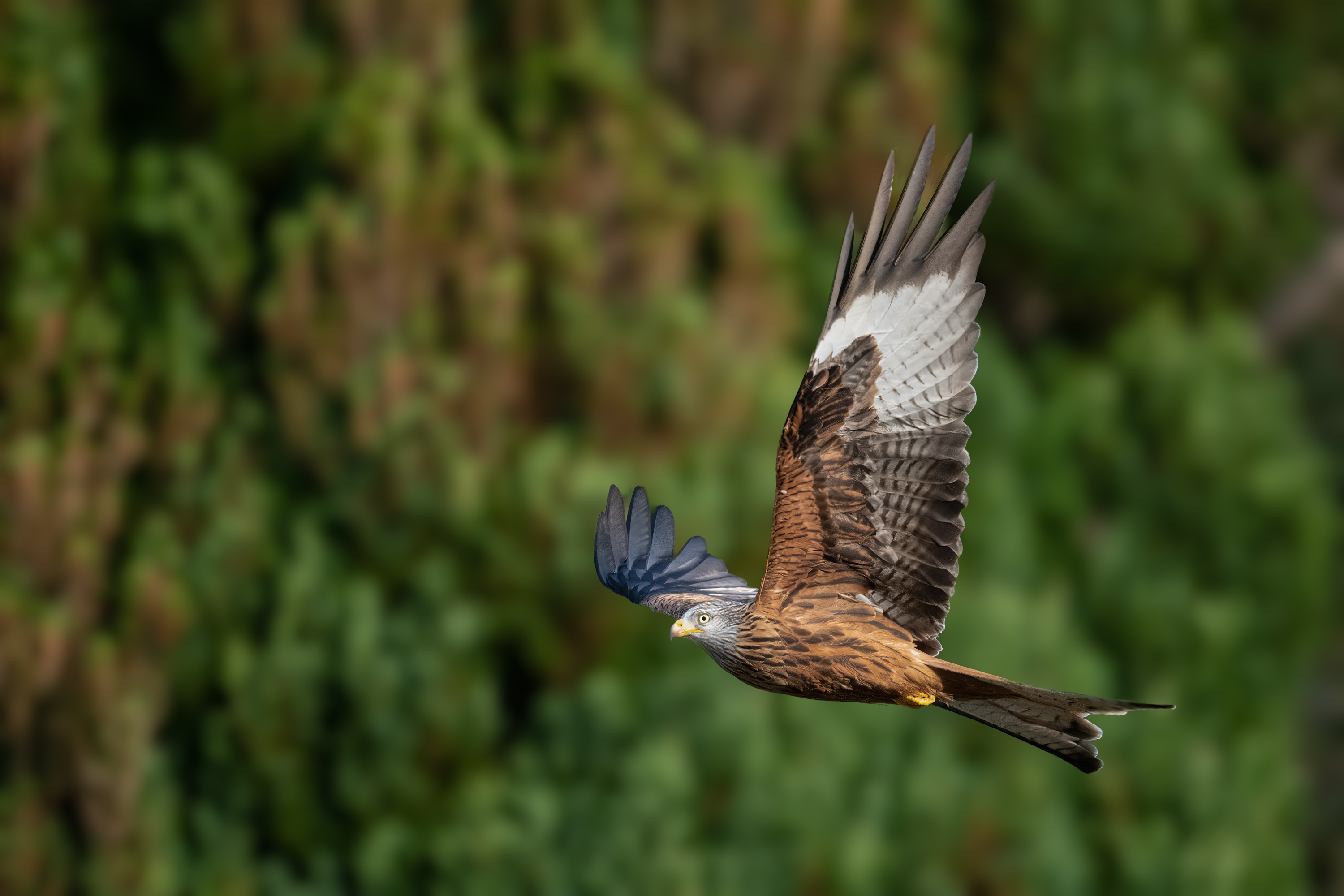 Birds.ie → Red Kite