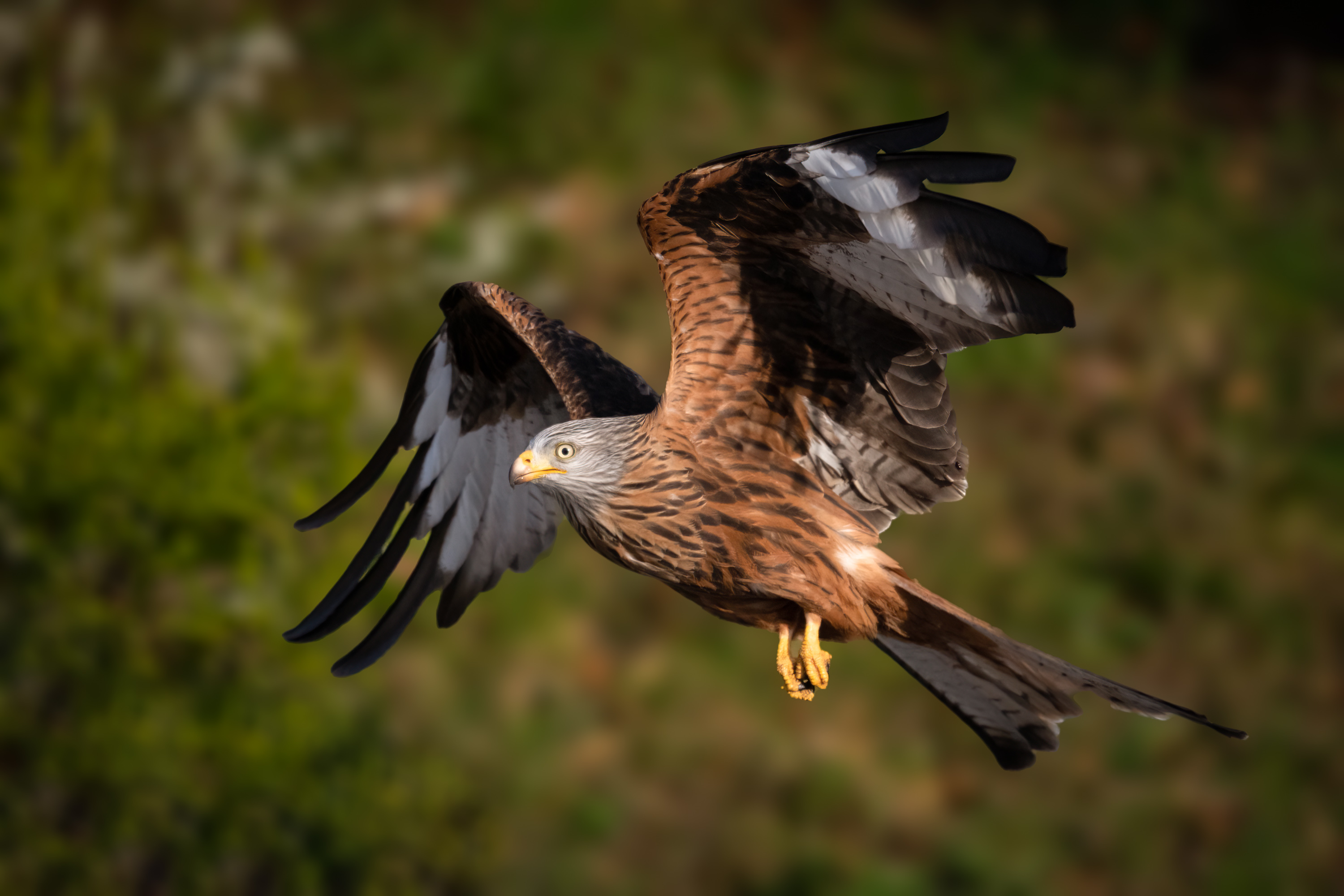 Birds.ie → Red Kite