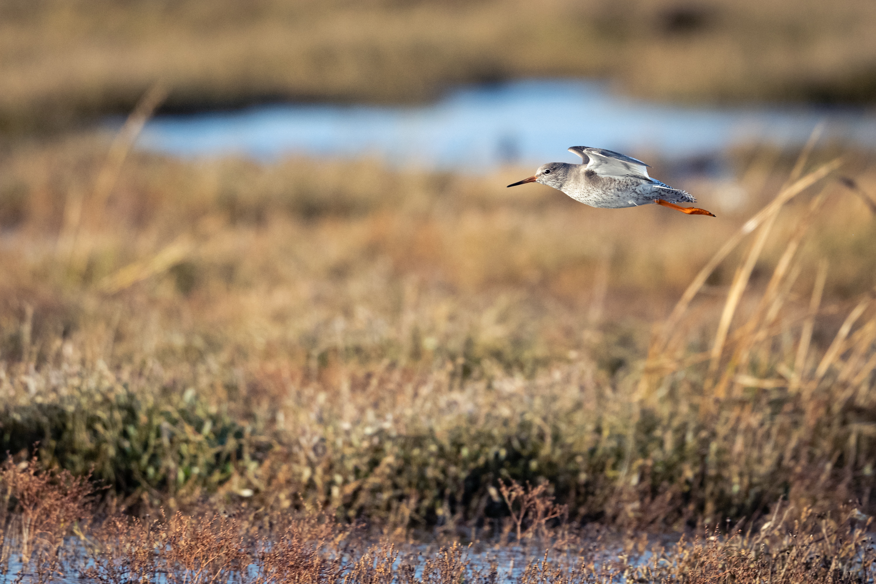 Birds.ie → Redshank