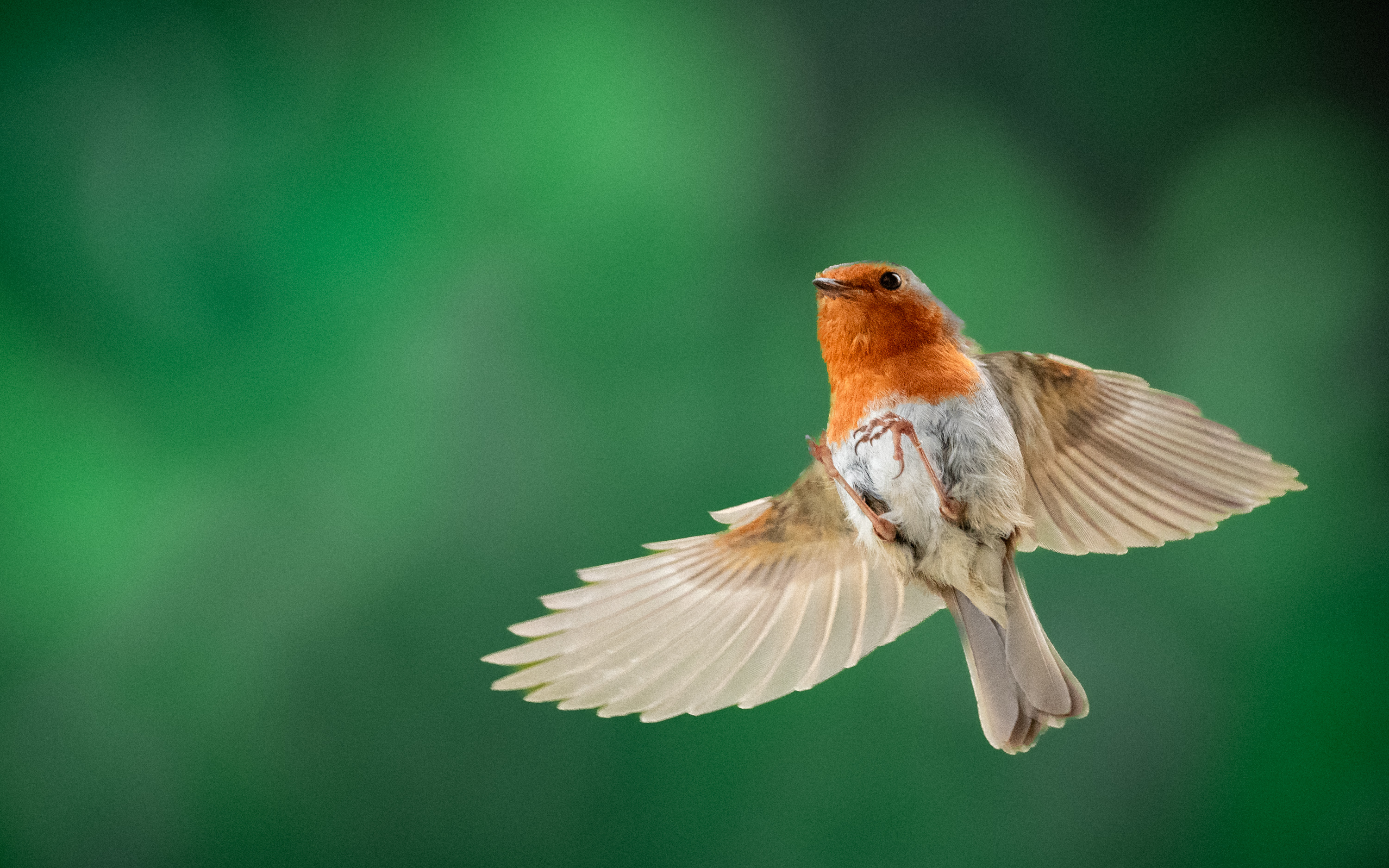 Birds.ie → Robin