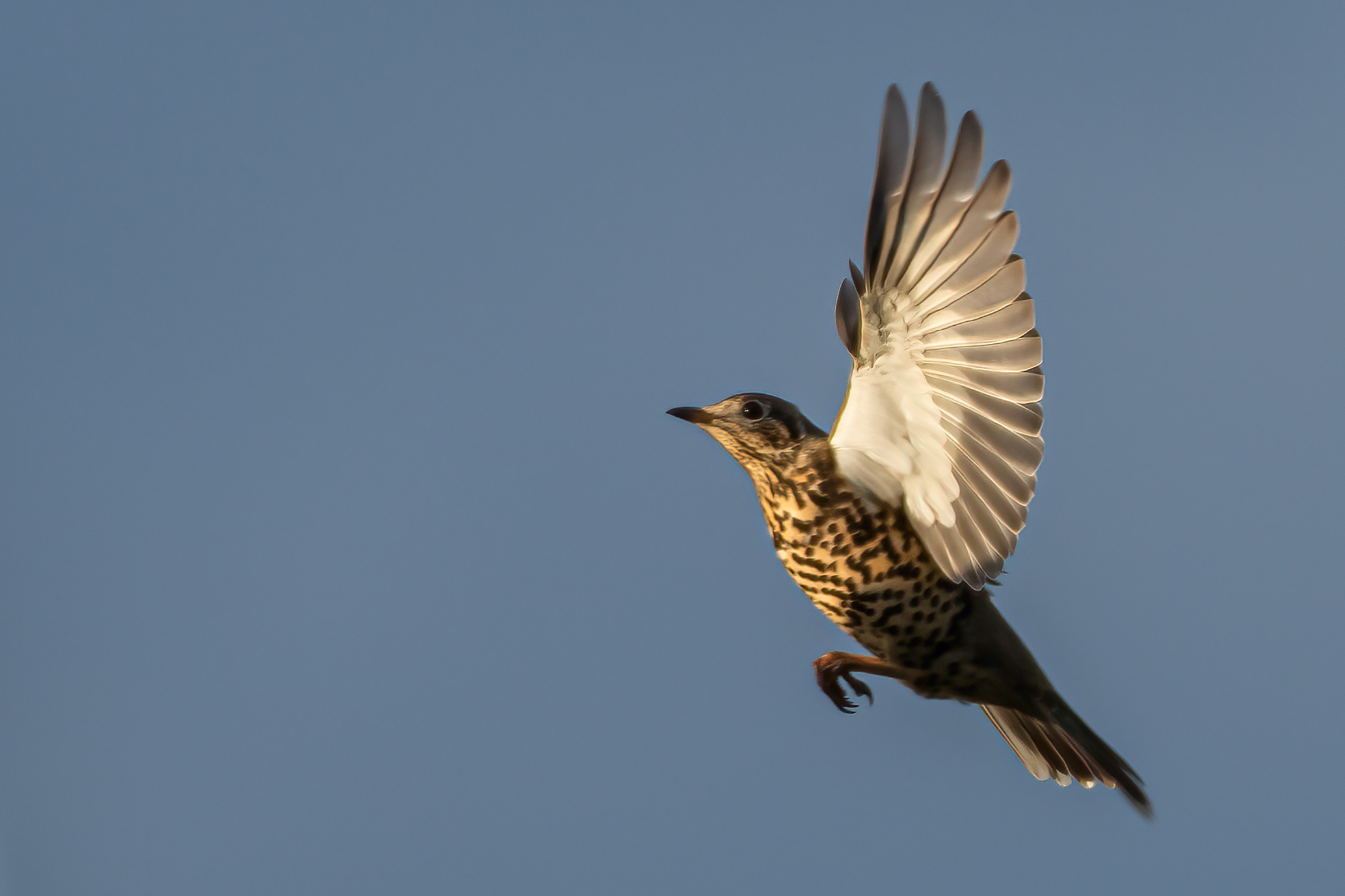 Birds.ie → Song Thrush