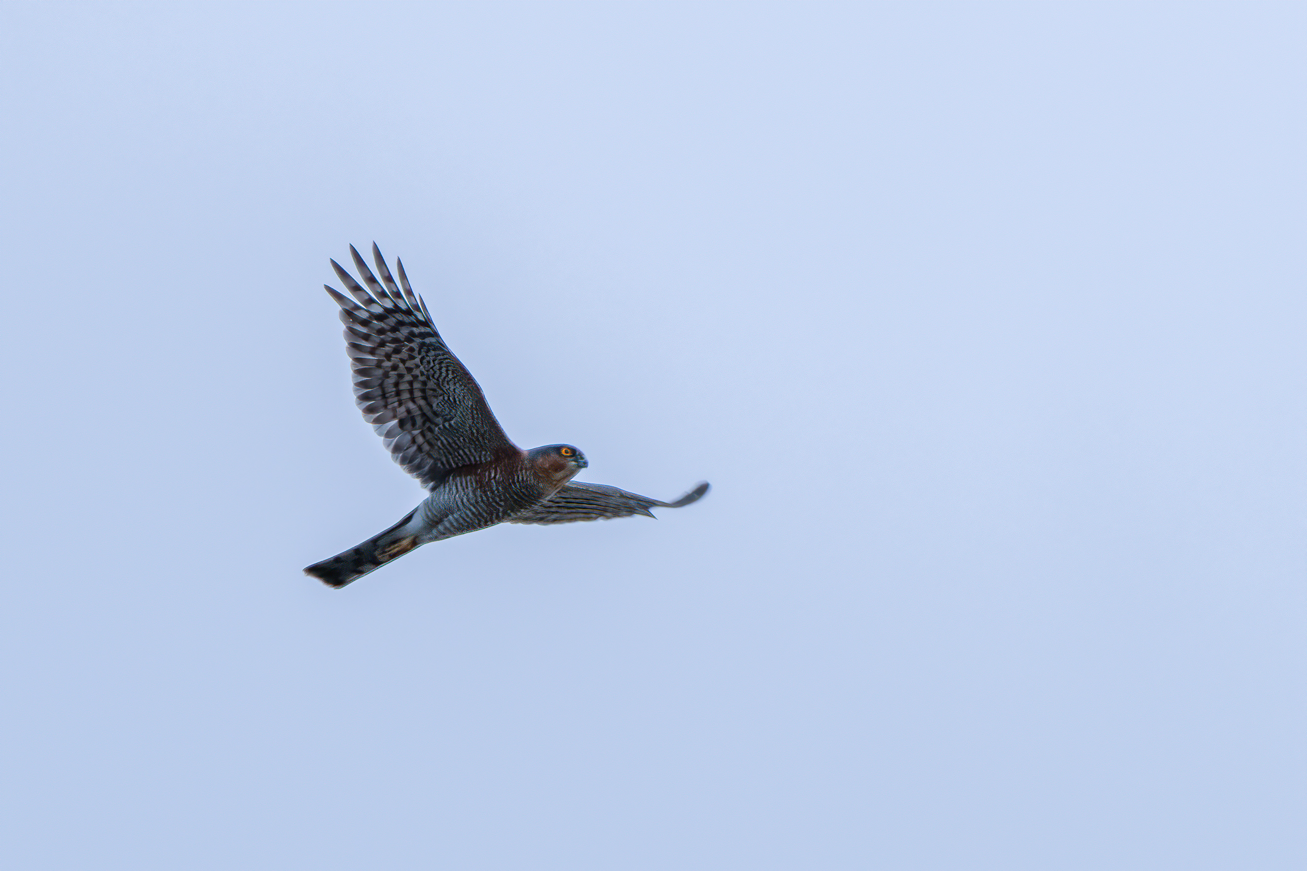 Birds.ie → Sparrowhawk