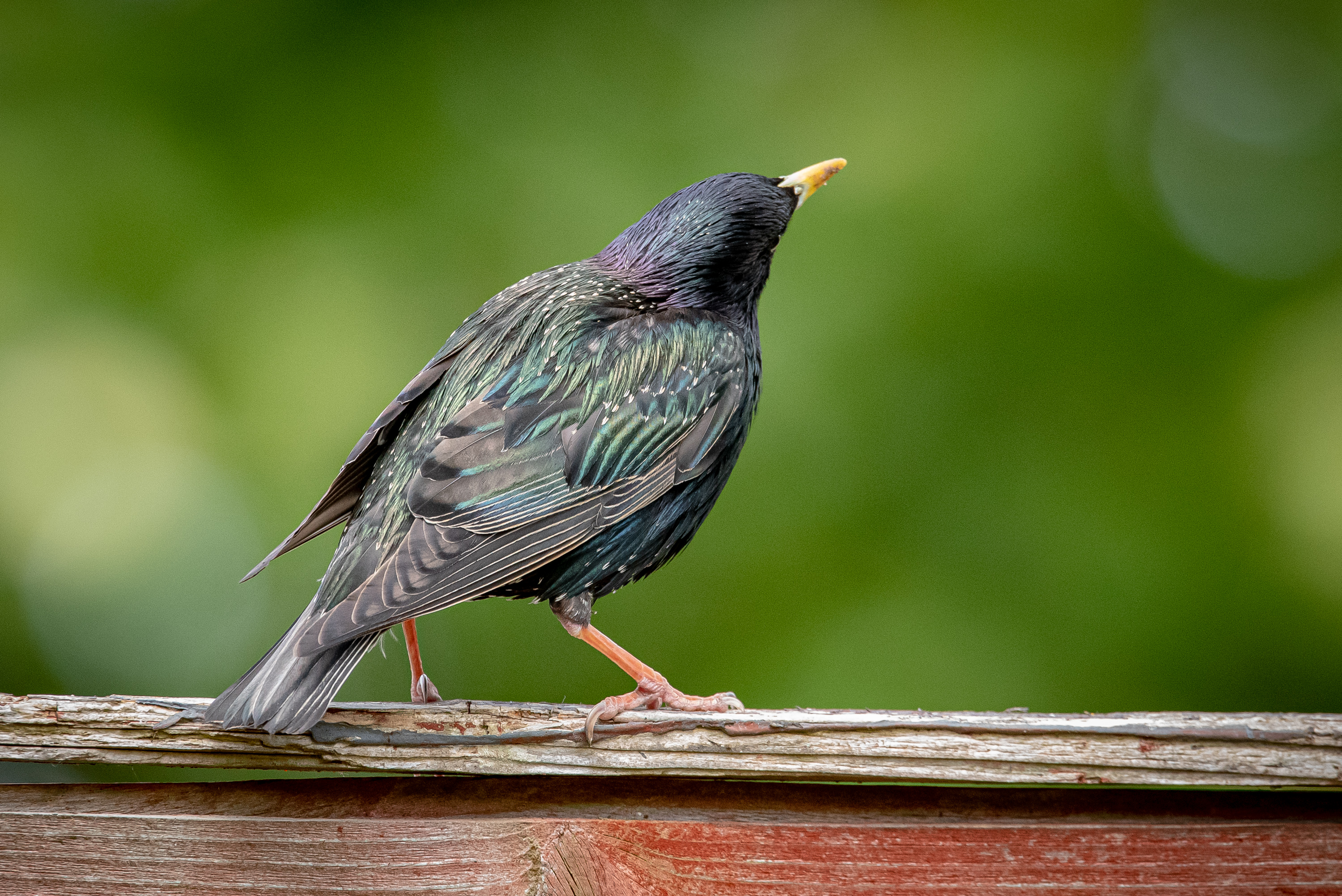 Birds.ie → Starling