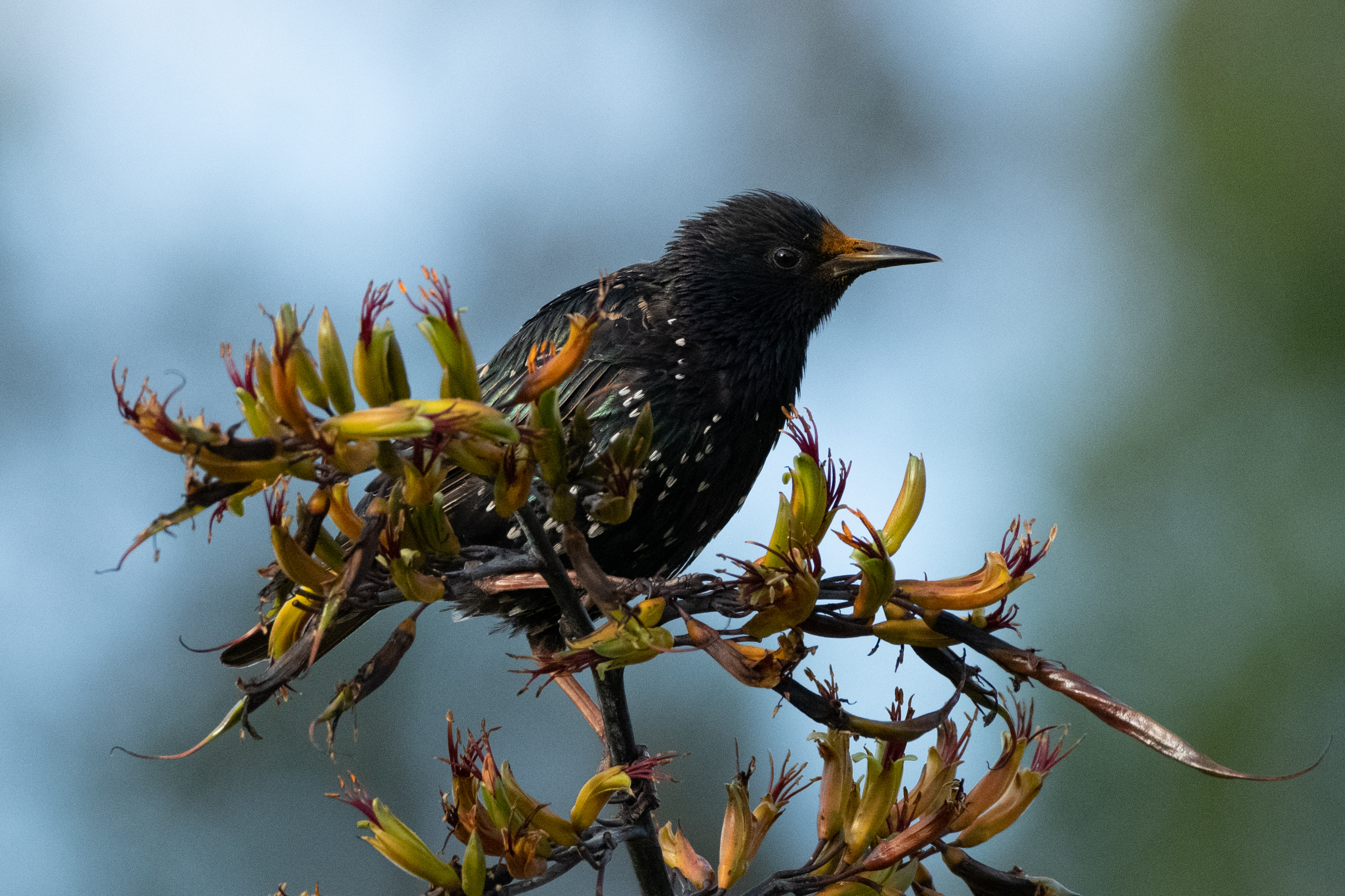 Birds.ie → Starling