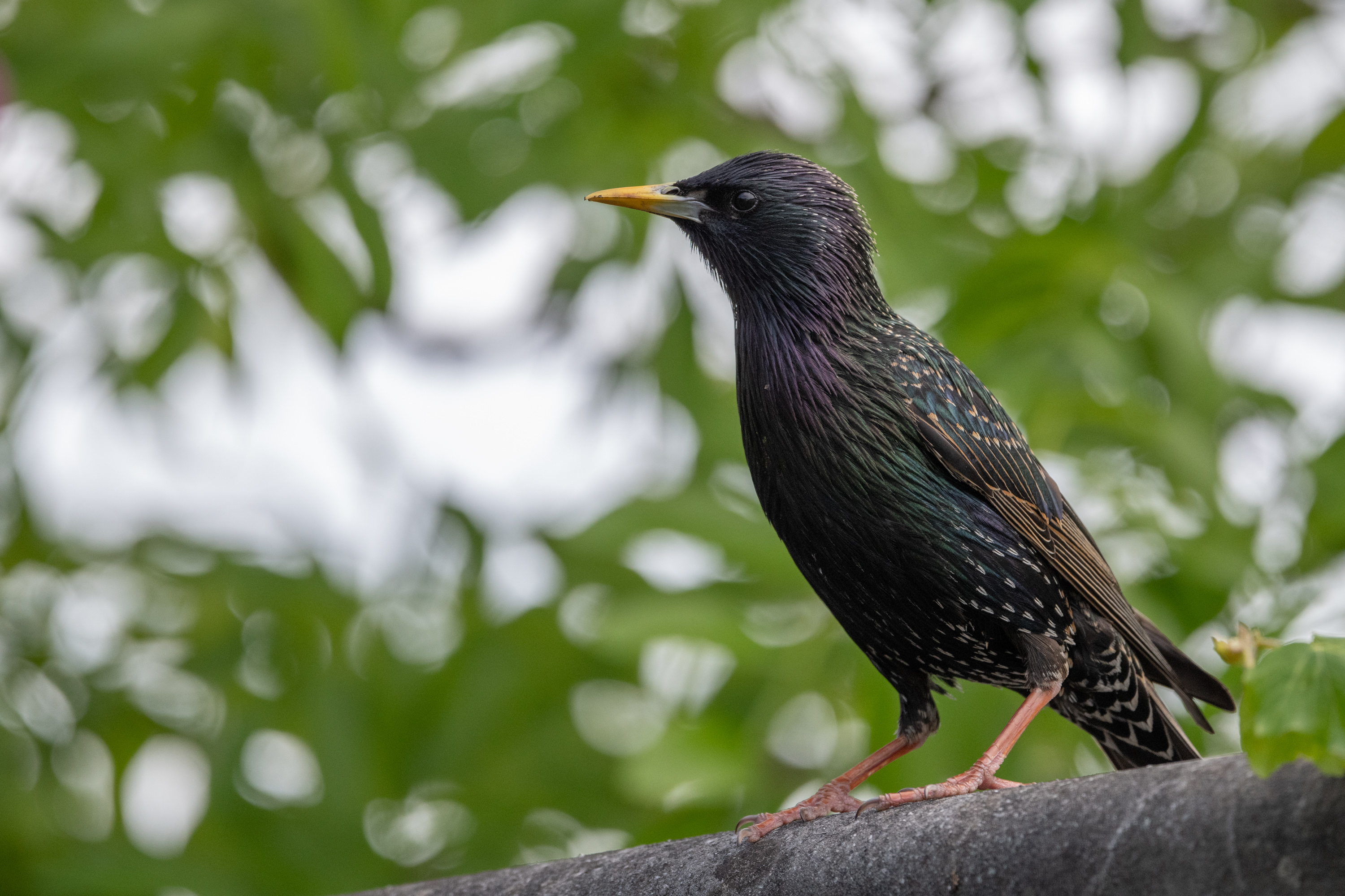 Birds.ie → Starling