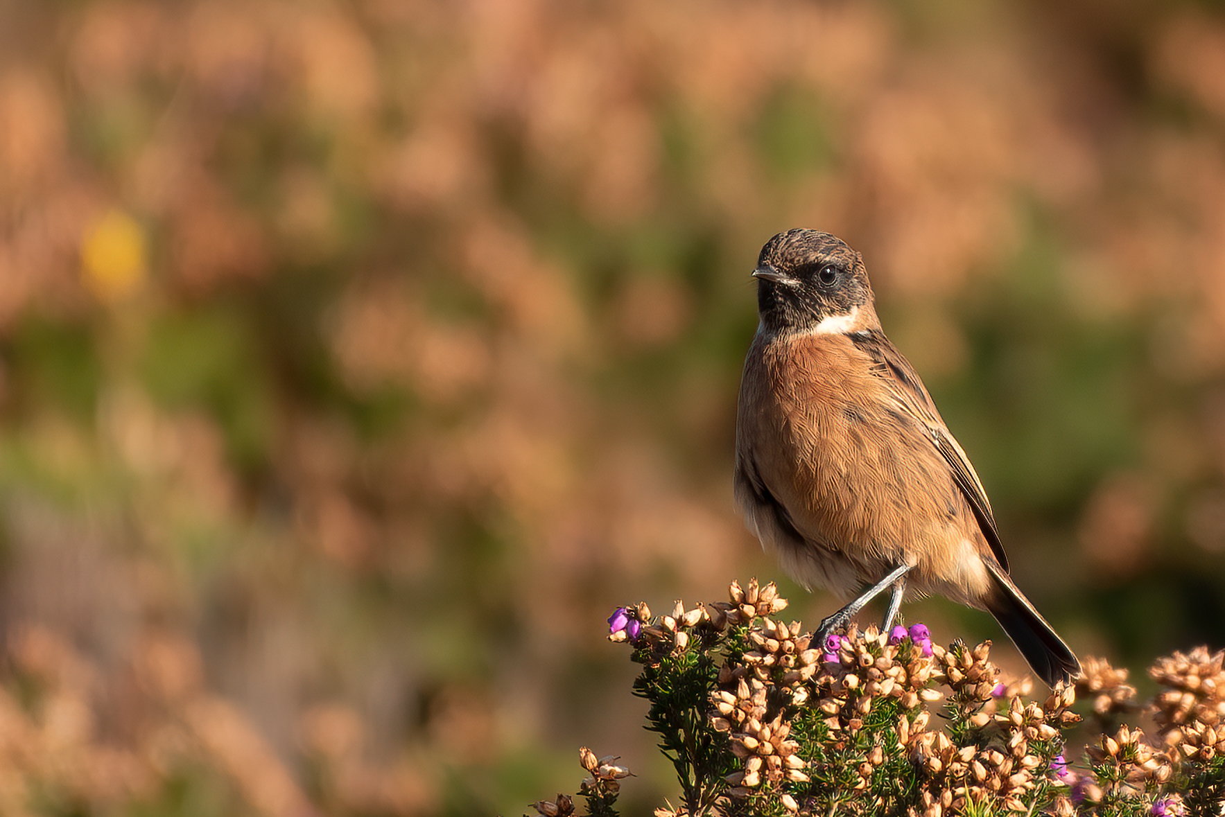 Birds.ie → Stonechat