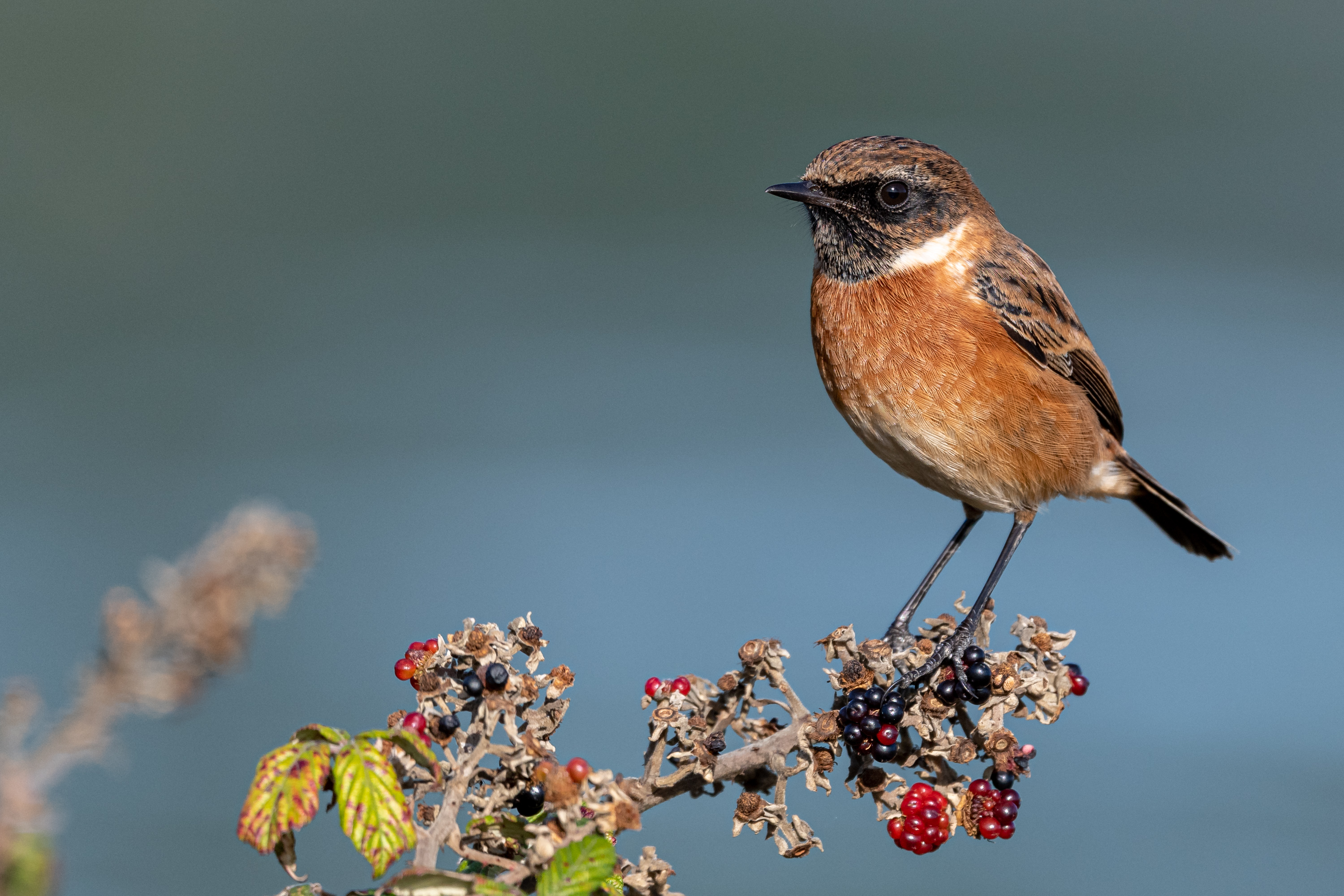 Birds.ie → Stonechat