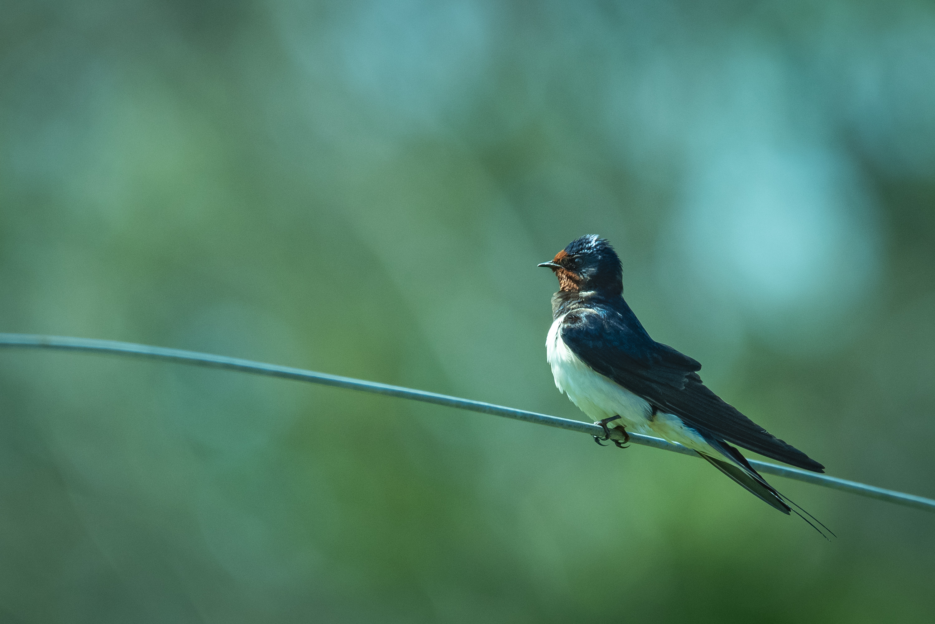 Birds.ie → Swallow