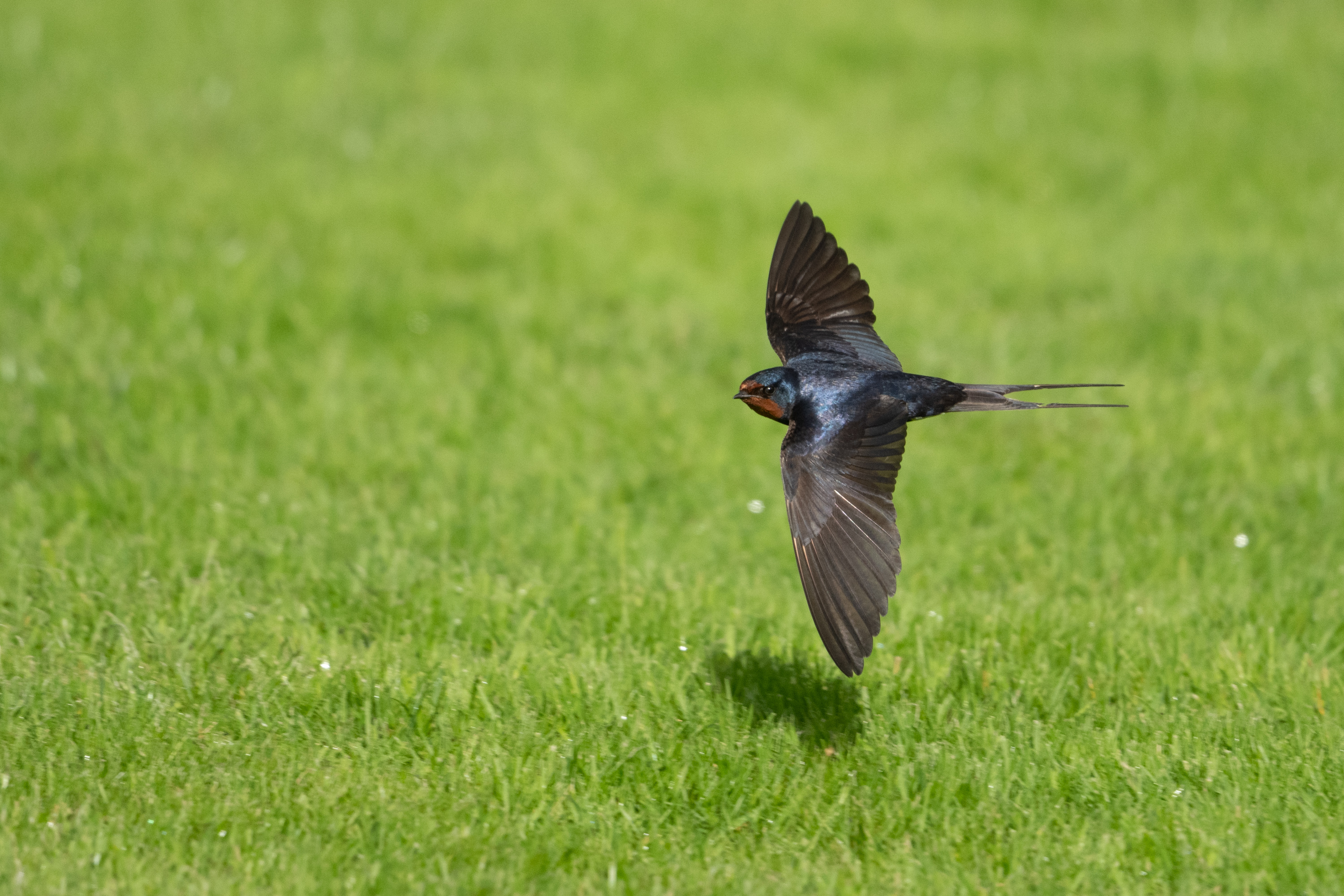 Birds.ie → Swallow