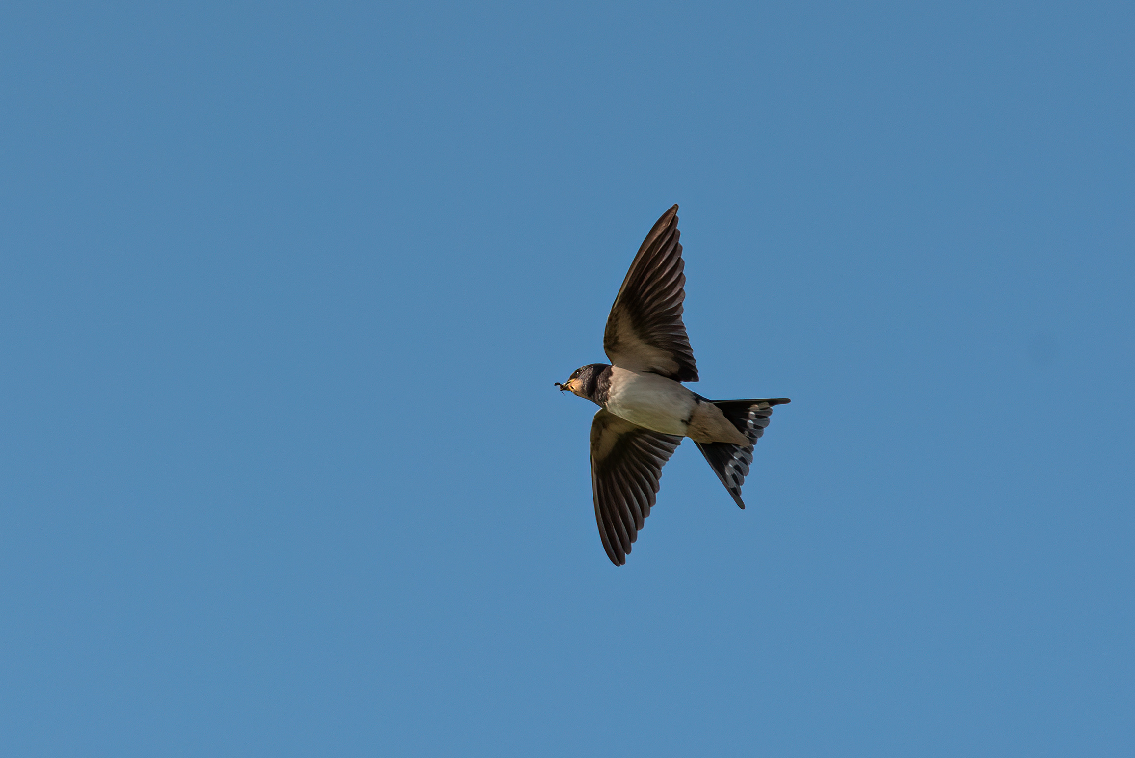 Birds.ie → Swallow