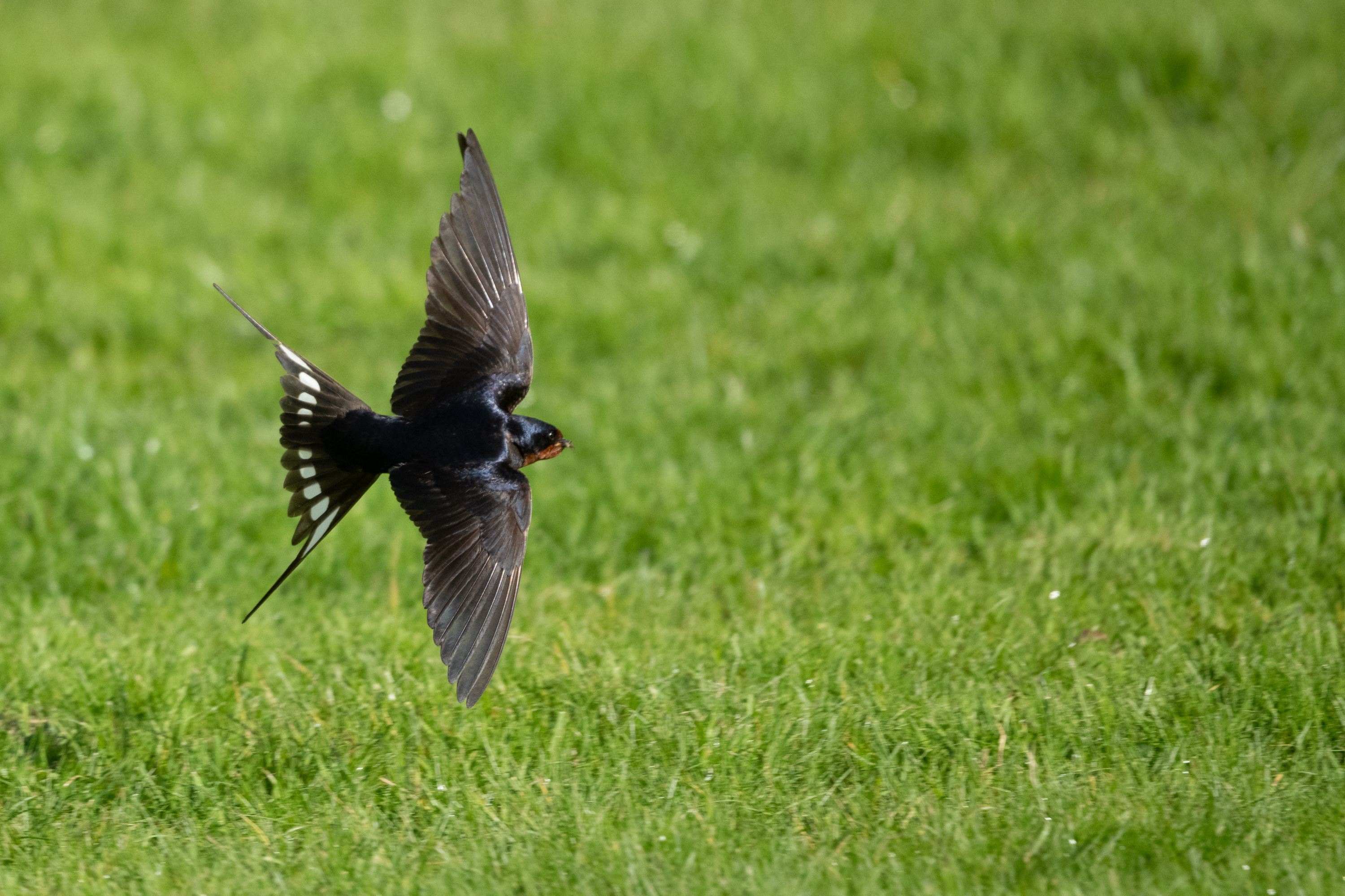 Birds.ie → Swallow