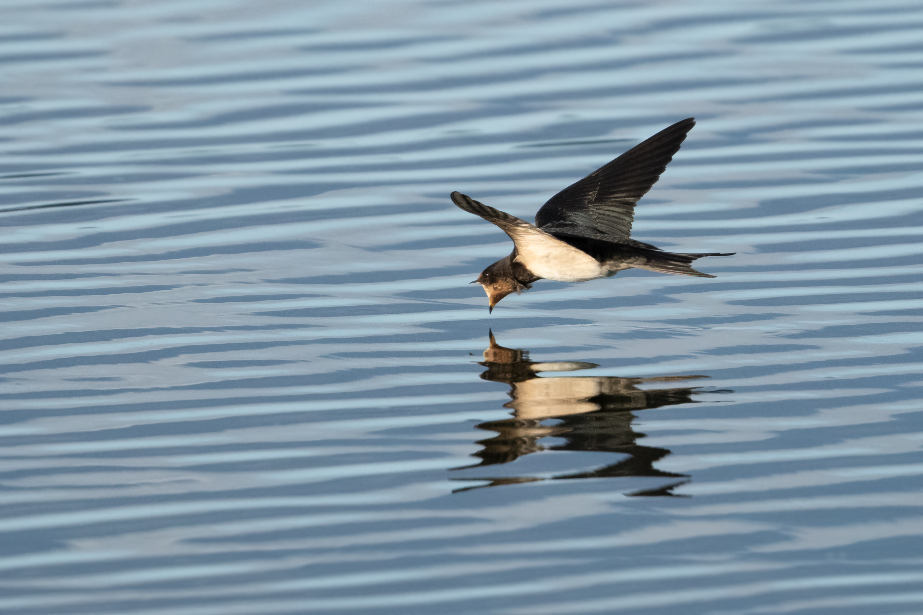 Birds.ie → Swallow